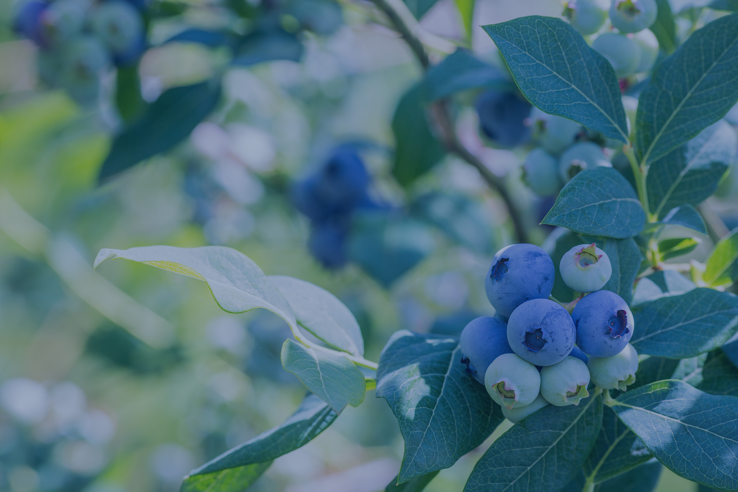 Information Technology | MBG Marketing | Grower-Owned Berry Cooperative